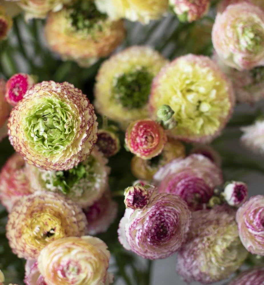 Ranunculus Amandine Tiger | Flourish Roses LLC