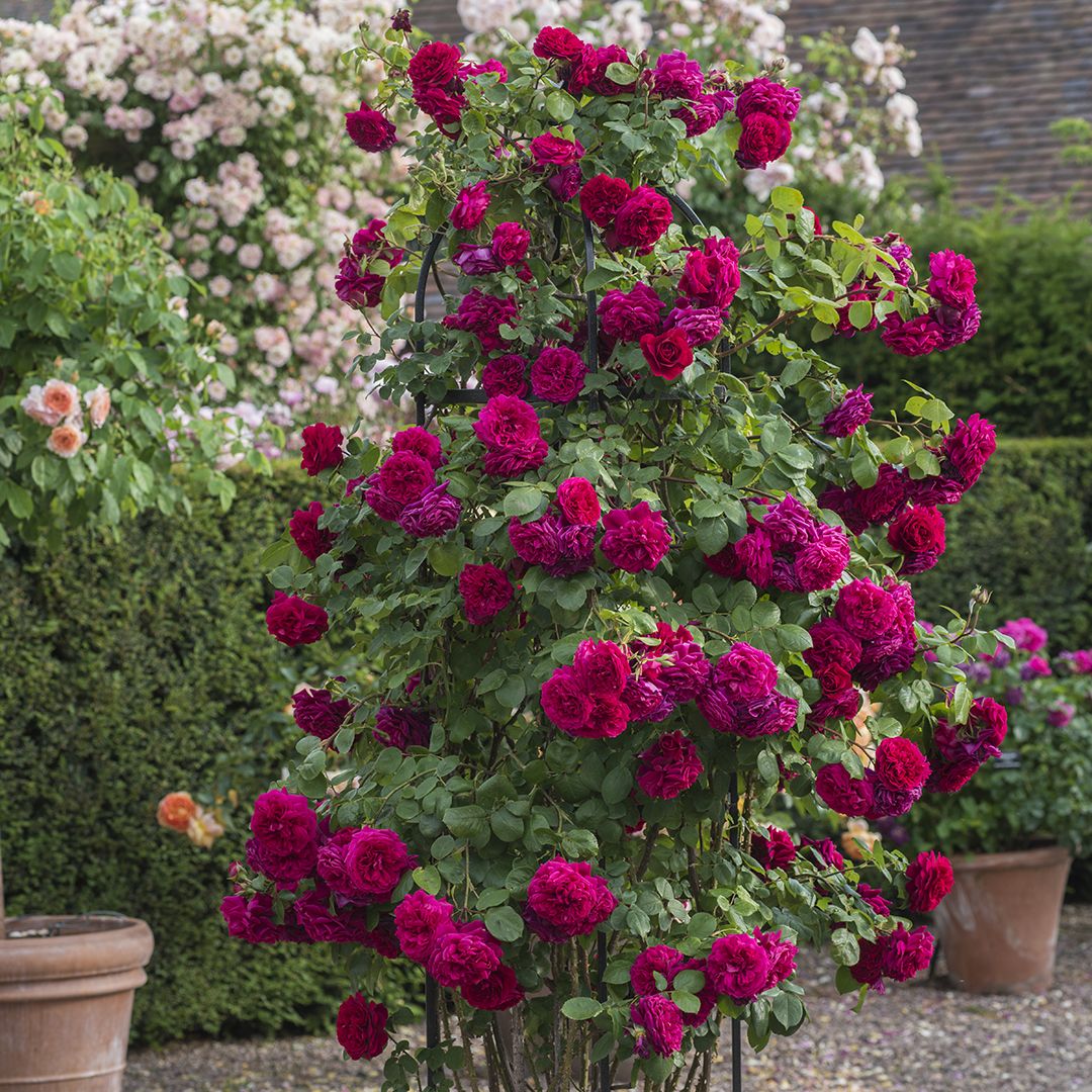 David Austin - Tess of the d'Urbervilles® - Climbing staked | Flourish ...